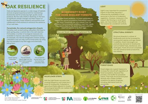 Video Increase Biodiversity To Strengthen Oak Resilience Resilience Blog