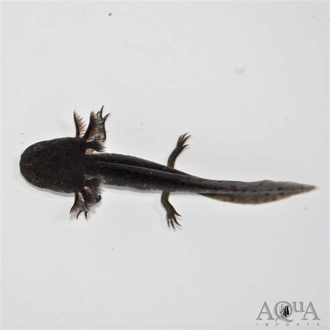 Melanoid Axolotl Care