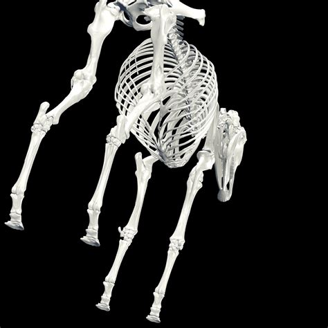 🐐 Mule Donkey Goat Anatomy Skeleton Bones Head Mouth Teeth Nose Neck