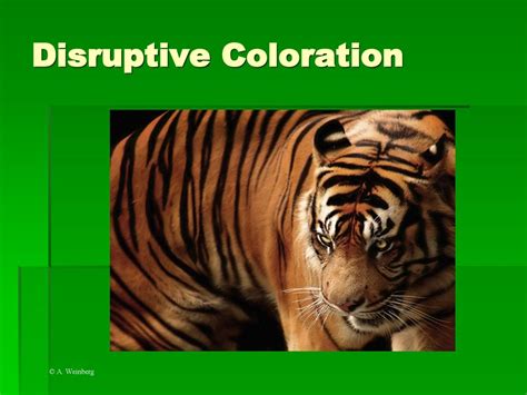 Animal Physical Adaptations Ppt Download