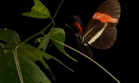 Is Evolution Predictable Smithsonian Tropical Research Institute