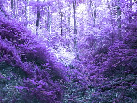 Inverted Colors Forest By Homi1408 On Deviantart