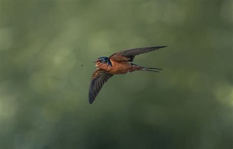 Blackandrufous Swallow About To Catch An Insect During The Flight Stock