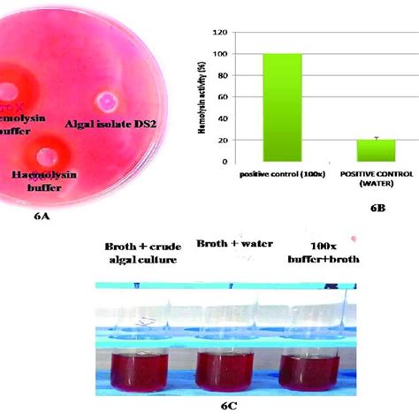 Hemolysin Assay Of Ds2 Isolates For Pathogenicity Check 6a Sheep