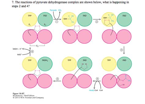 Solved 7 The Reactions Of Pyruvate Dehydrogenase Complex