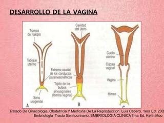 Embriologiamasculino Apto Genital Pdf 1pptx