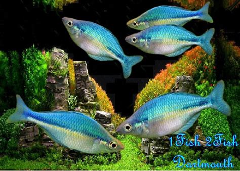 Blue Freshwater Rainbow Fish
