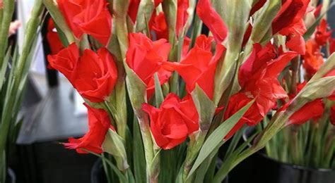 〈劍蘭 紅〉提供免費花卉圖片欣賞與當日最新花卉批發價格 台北花語
