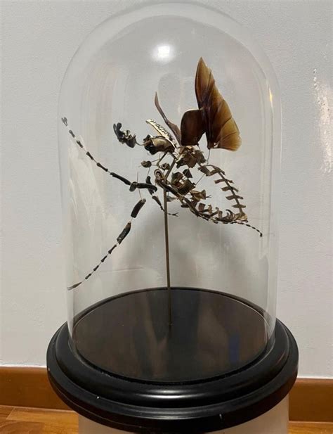 Exploded Insect Beetle Specimen Hobbies And Toys Memorabilia