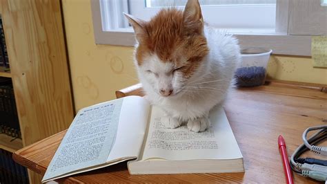 책읽는 고양이 눈이 천근만근이다 야옹 Youtube