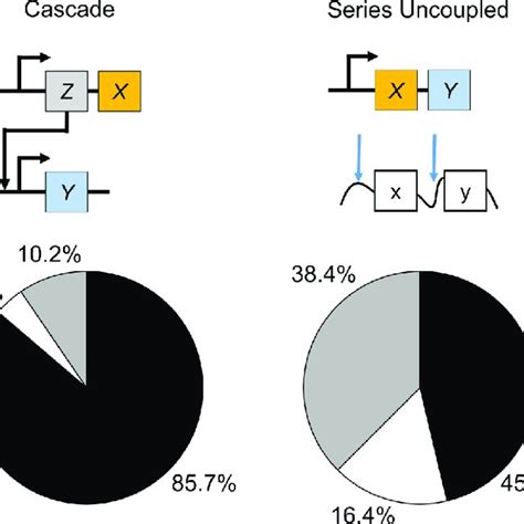 Genetic Circuit Architecture Modulates Complexoform Assembly Four