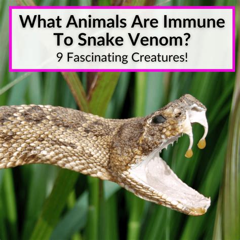 Snake Venom Paint Cost At Christopher Schauer Blog