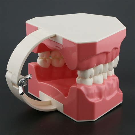 Dental Model Brushing Flossing Practice Teeth Typo Grandado