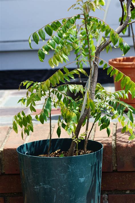 How To Grow Curry Leaf Plant Or Kadi Patta Some Indian Girl