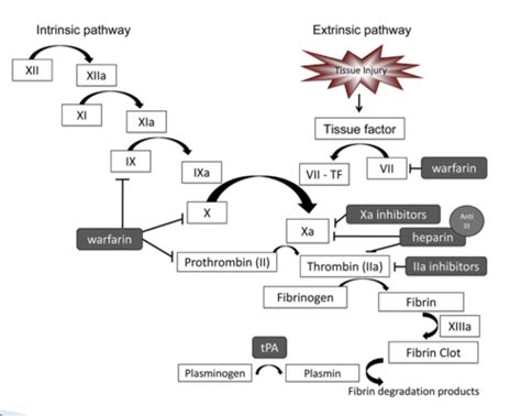 Week 1 Pathophysiology Of Coagulation Flashcards Quizlet