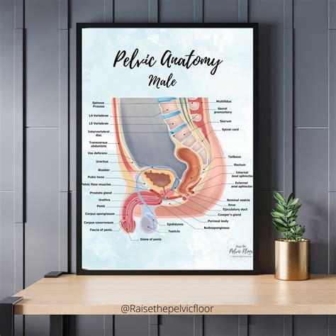 Male Pelvic Anatomy Poster Art Print Sagittal Side View Penis Pr