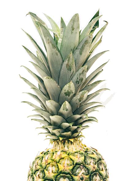 Raw Ginger And Health Chemical Analysis Of Ginger Scfas Gut Microbiome And Ginger