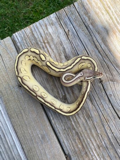 super pastel lesser bongo cypress het hypo ball python by southern