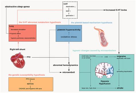 Frontiers Recent Progress In Patent Foramen Ovale And Related