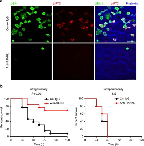 M Cells Are The Major Sites At Which L Ptc Breaches The Intestinal