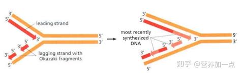还不知道 端粒”是什么？那你可就out了！ 知乎