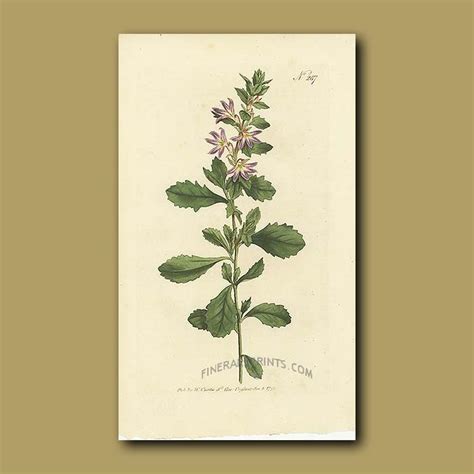 Smooth Goodenia Genuine Antique Print For Sale