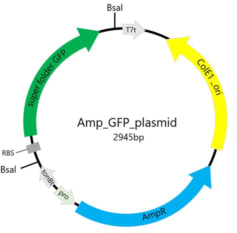 Experiments U Igem 2023
