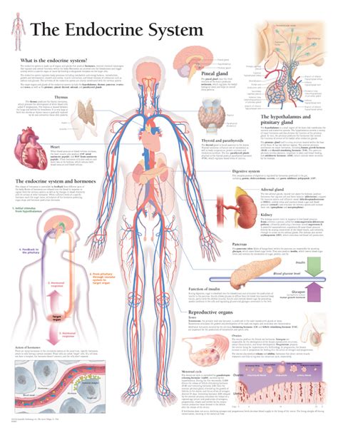 Endocrine System Hormone Chart Glands The Endocrine System Chart