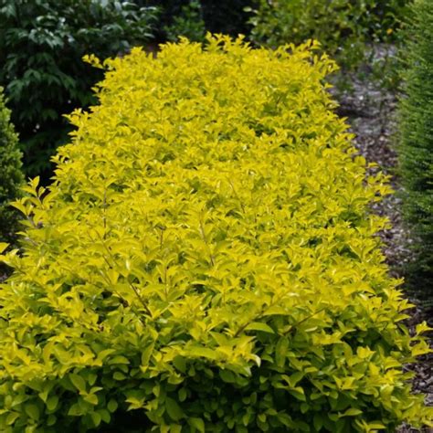 Golden Duranta Hedge Duranta Sheenas Gold Plant Lalit Enterprise