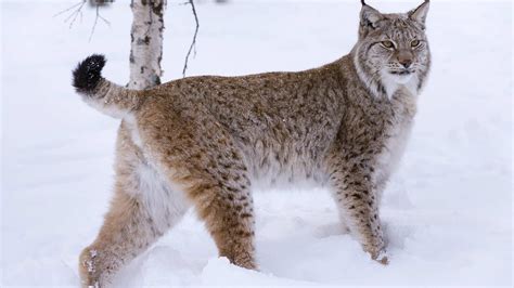 Wild Eurasian Lynx Spotted In Sw China Cgtn
