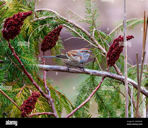 American Tree Sparrow Close Up Side View Perched On A Tree Branch In