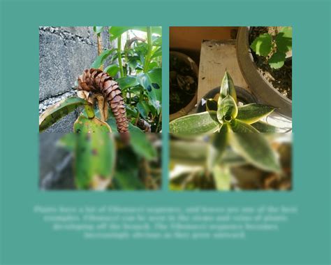 SOLUTION Fibonacci Sequence Found In Nature Studypool