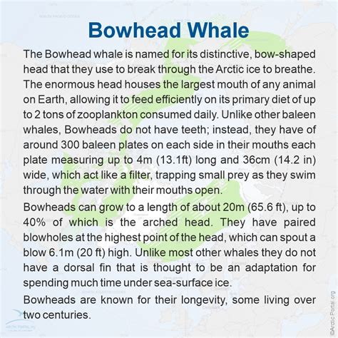 Bowhead Whale Balaena Mysticetus Arctic Portal