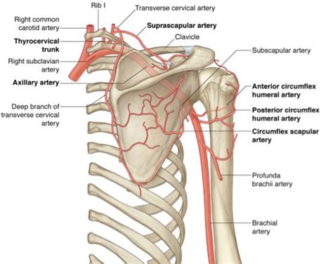 Image Result For Posterior Circumflex Artery Arteries Basic Anatomy