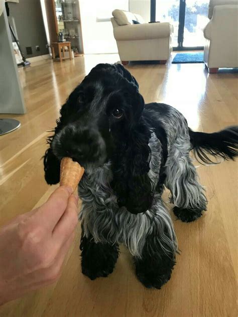 Pin By Maddy C On Cocker Spaniel Cocker Spaniel Puppies English Cocker Spaniel Puppies