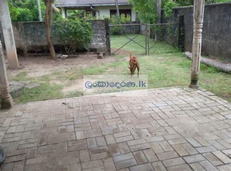 Katubedda Land For Sale Lanka Web