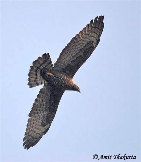 Oriental Honey Buzzard Diet Recipes Deliverygala