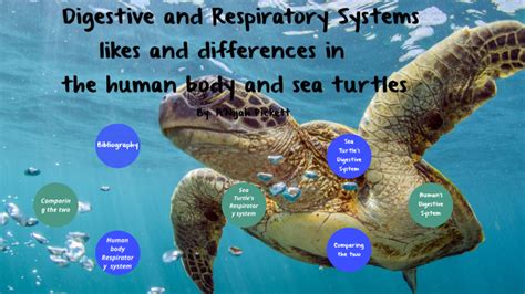 Turtle Digestive System