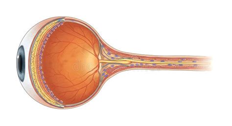 Eye Anatomy Illustration Showing Internal Structure For Educational Or
