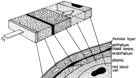 Oxygen Diffusion Pathway In The Gills Thickness And Surface Area Download Scientific Diagram