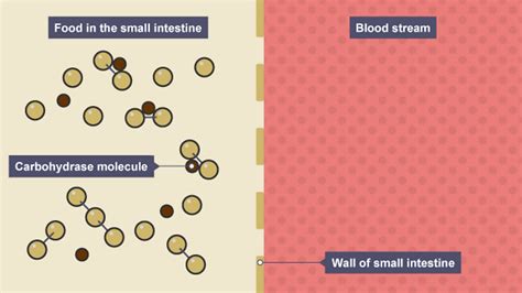 Digestion Bbc Bitesize