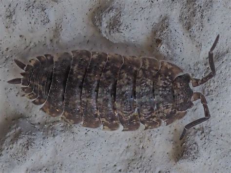 Porcellio Scaber Kellerassel Insects