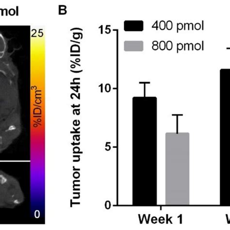 In Vivo Distribution Of ¹⁷⁷lu Lu Neob In Gastrointestinal Stromal