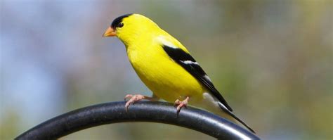 Featured Birds American Goldfinches