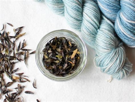 Woad 100 Seeds Knittyvet