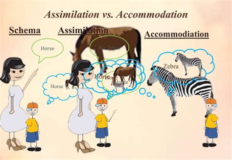 Assimilation Vs Accommodation Final Ppsx Science