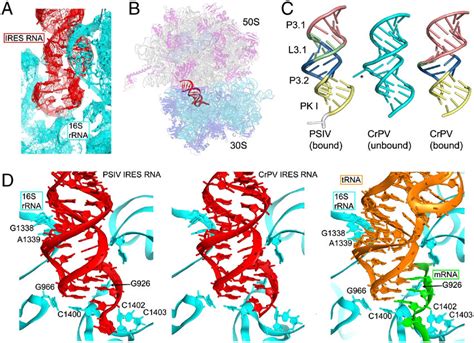 Structures Of The Psiv And Crpv Igr Ires Domain 3 Rnas Bound To The T