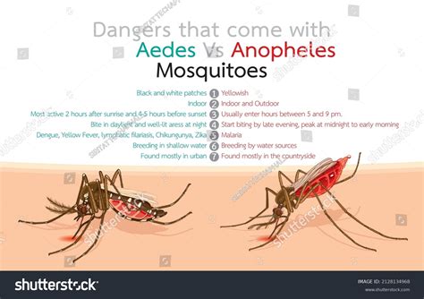 Anopheles Mosquito