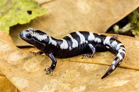 Marbled Salamander