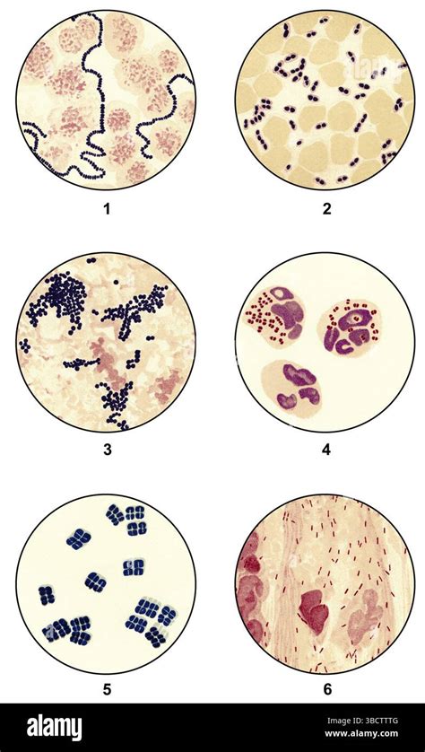 Bacteria Smears Of Germs For Microbiological Diagnosis Microscope